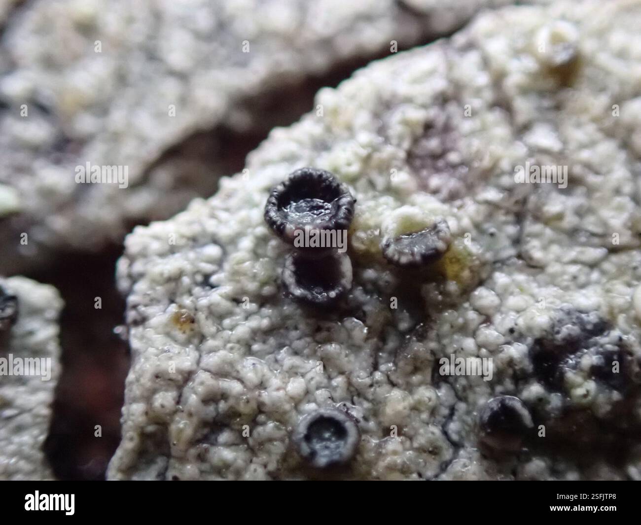 Ascomycete Fungi (Ascomycota), Fungi, Miracle Beach, Comox-Strathcona ...