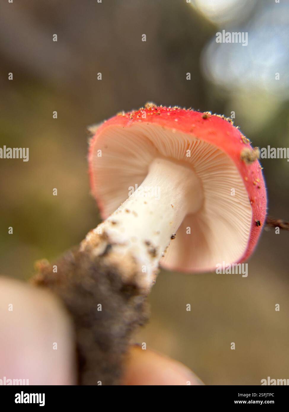 Winter Russula (Russula cremoricolor), Fungi, Alamo Dr, Los Osos, CA ...
