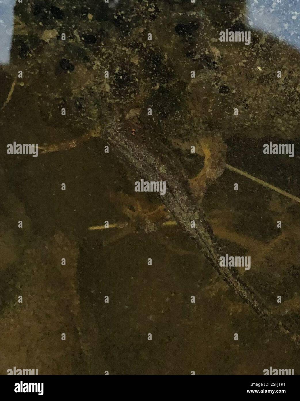 Eastern Newt (Notophthalmus viridescens), Amphibia, Bishop St, Beckley ...