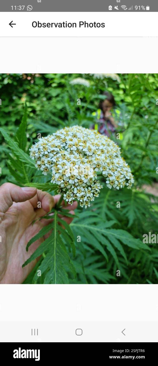 Rayed Tansy (Tanacetum macrophyllum), Plantae, Sharrow, Sheffield, UK ...