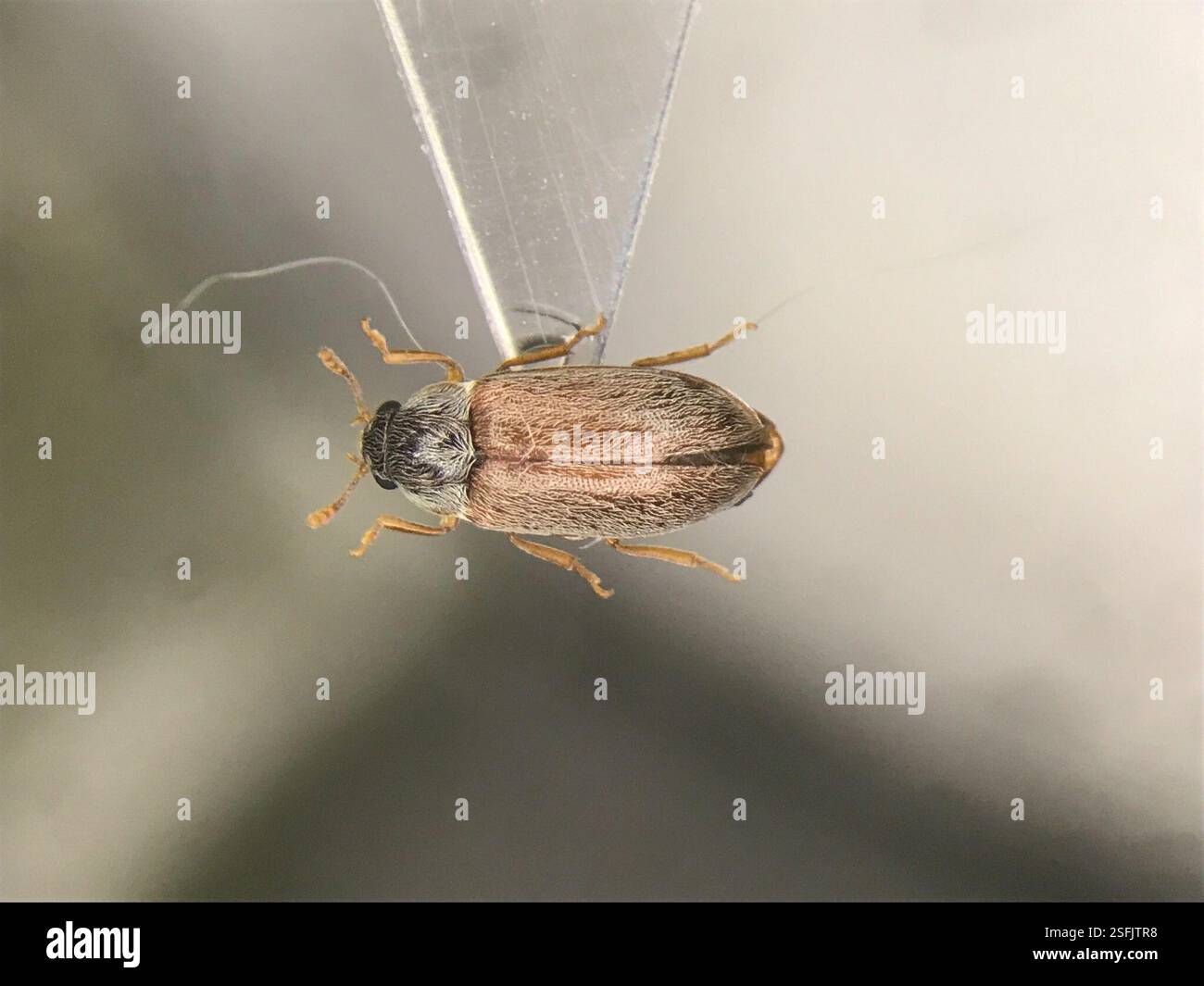 Raspberry Fruitworm Beetle (Byturus unicolor), Insecta, Capitale ...