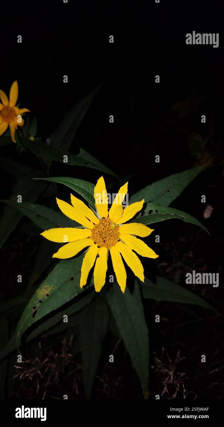 Leaf Beetles and Allies (Chrysomeloidea), Insecta, Merton, WI, USA Stock Photo - Alamy