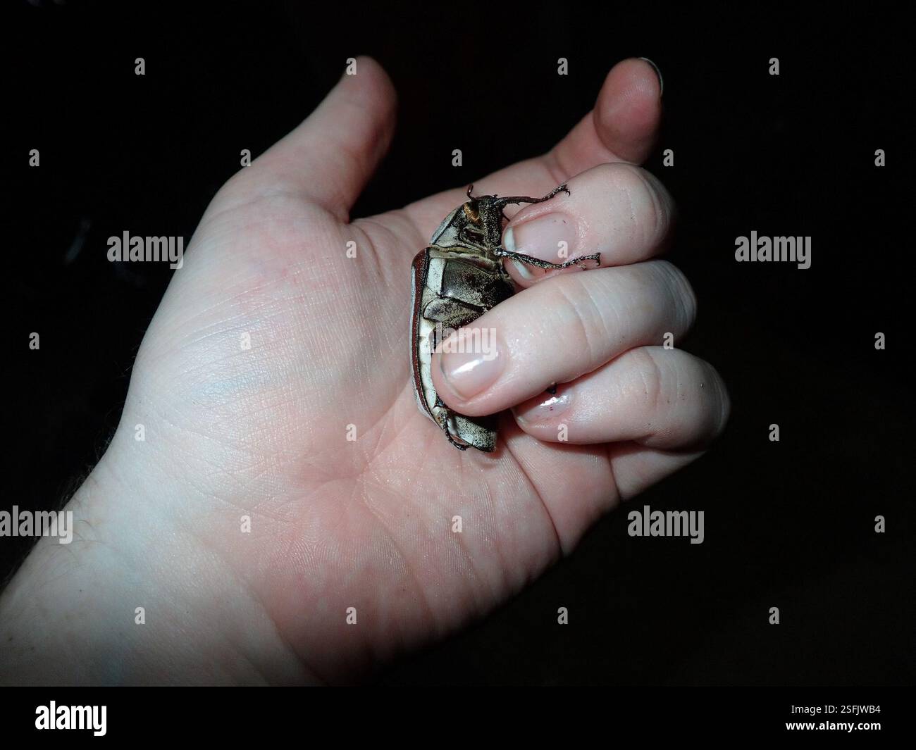 Scarabs (Scarabaeidae), Insecta, Lahad Datu, Sabah, Malaysia Stock ...