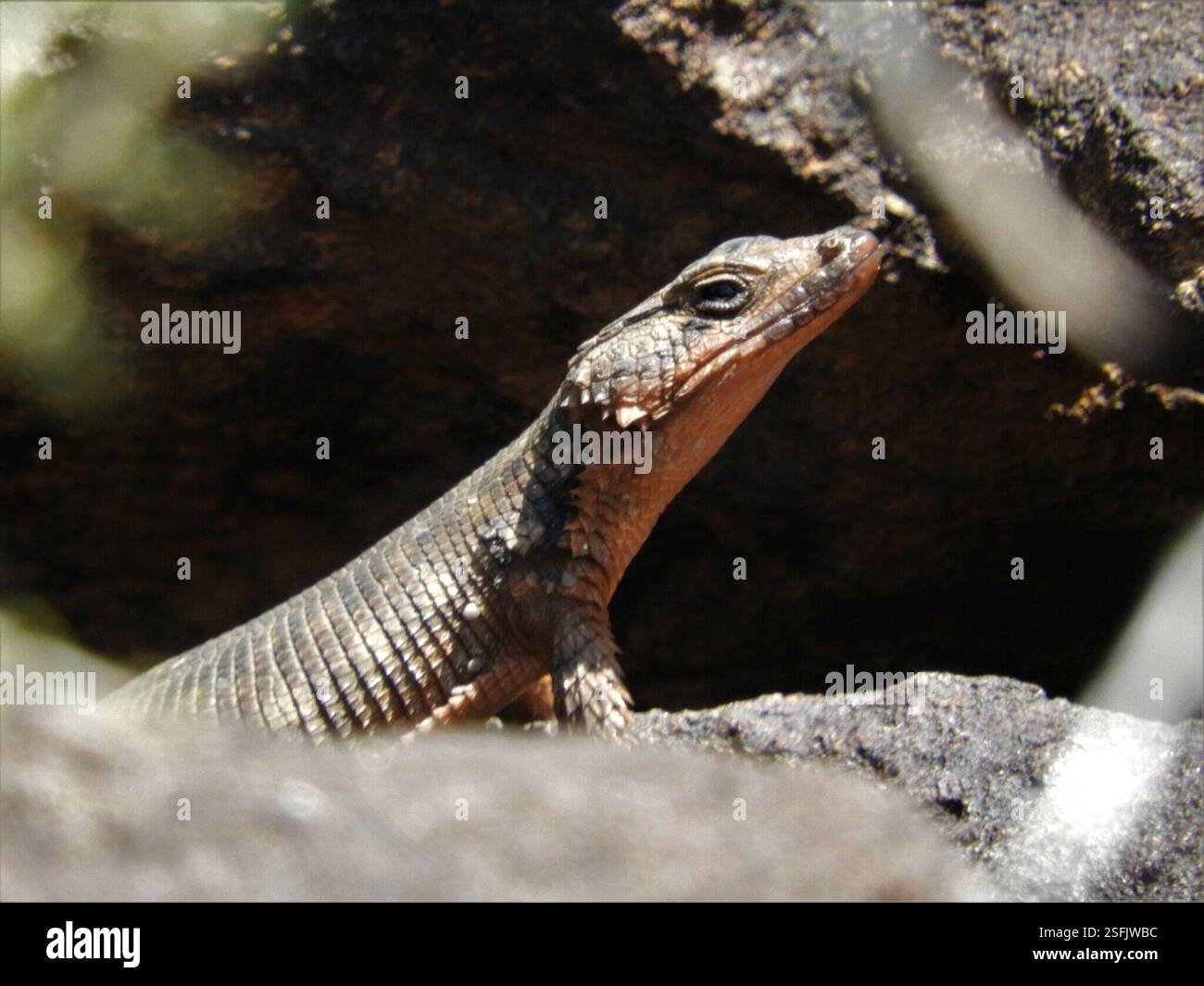 Karoo Girdled Lizard (Karusasaurus polyzonus), Reptilia, Ubuntu Local ...