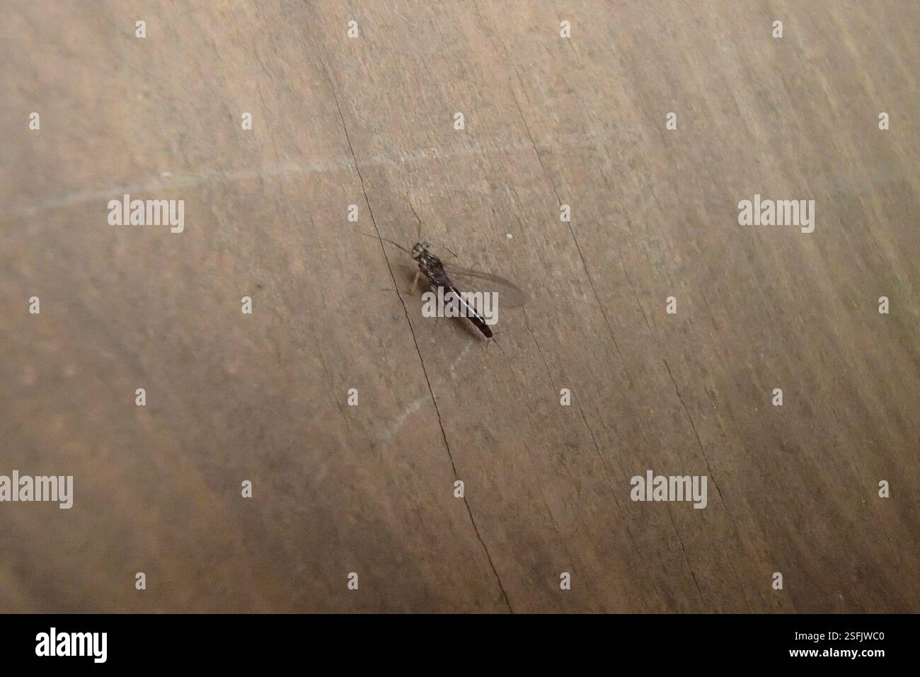 Mayflies (Ephemeroptera), Insecta, 62 Railway Parade, Wentworth Falls ...