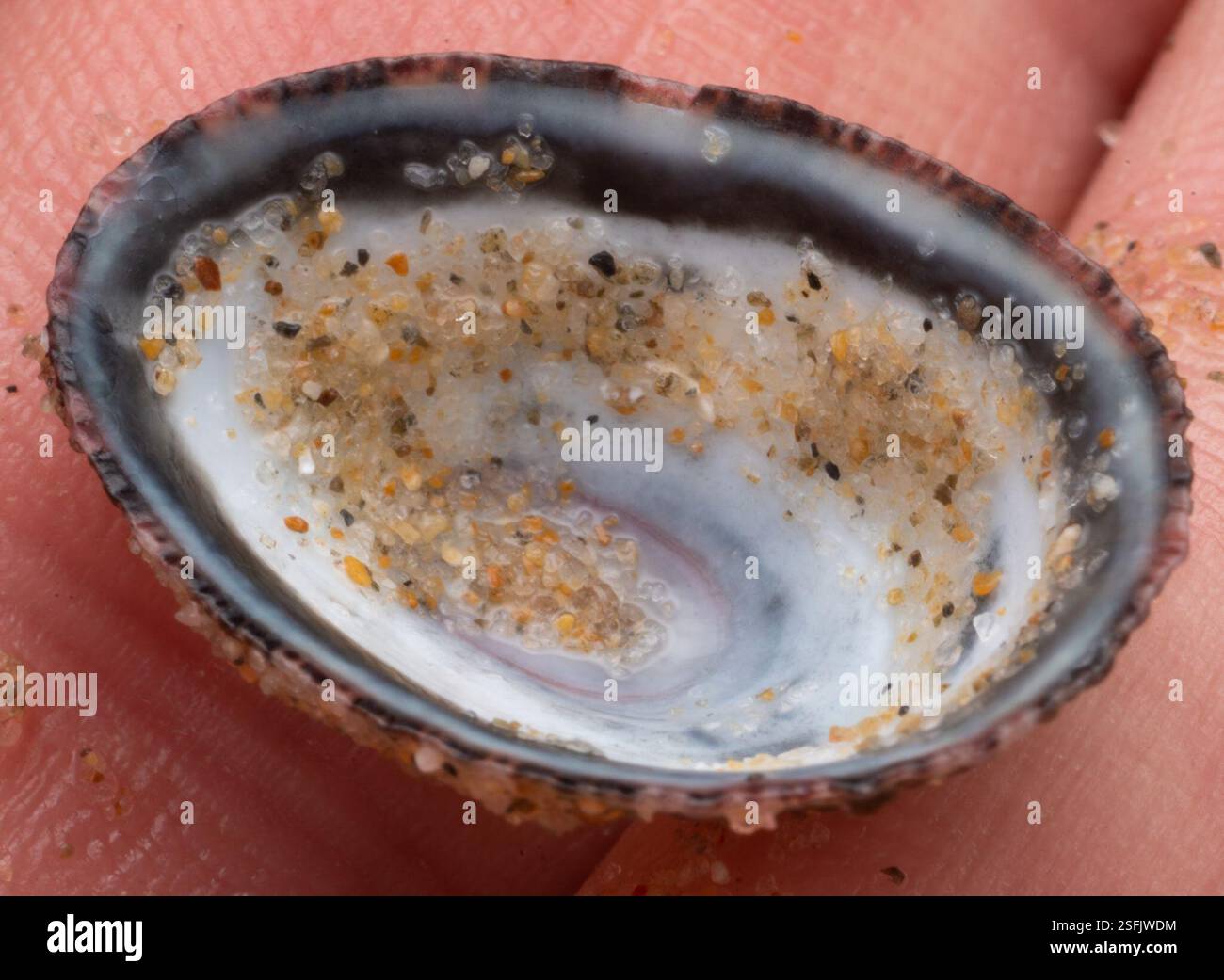Keyhole Limpets (Fissurellidae), Mollusca, Orange County, CA, USA Stock ...