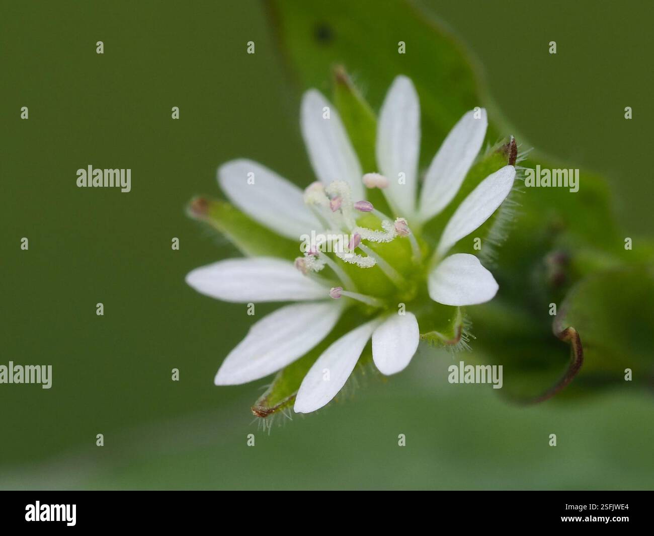 Water Chickweed (Stellaria aquatica), Plantae, 台灣台中市北區臺中 Stock Photo ...