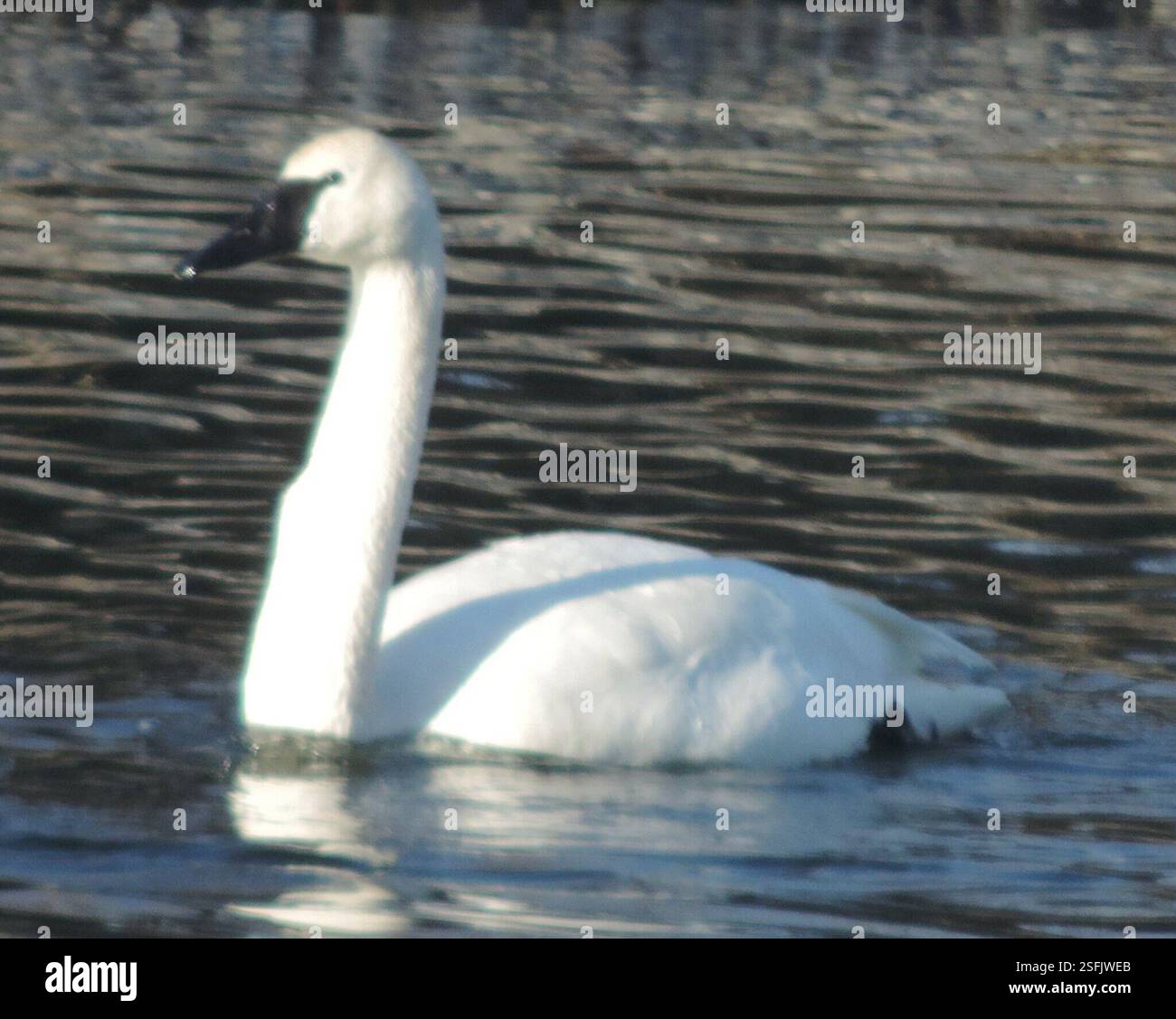 Tundra Swan (Cygnus columbianus), Aves, Okanagan-Similkameen, BC ...