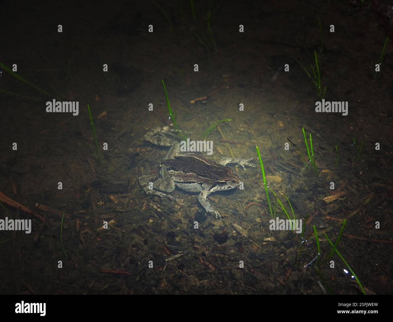 Common Eastern Froglet (Crinia signifera), Amphibia, Hobart TAS ...