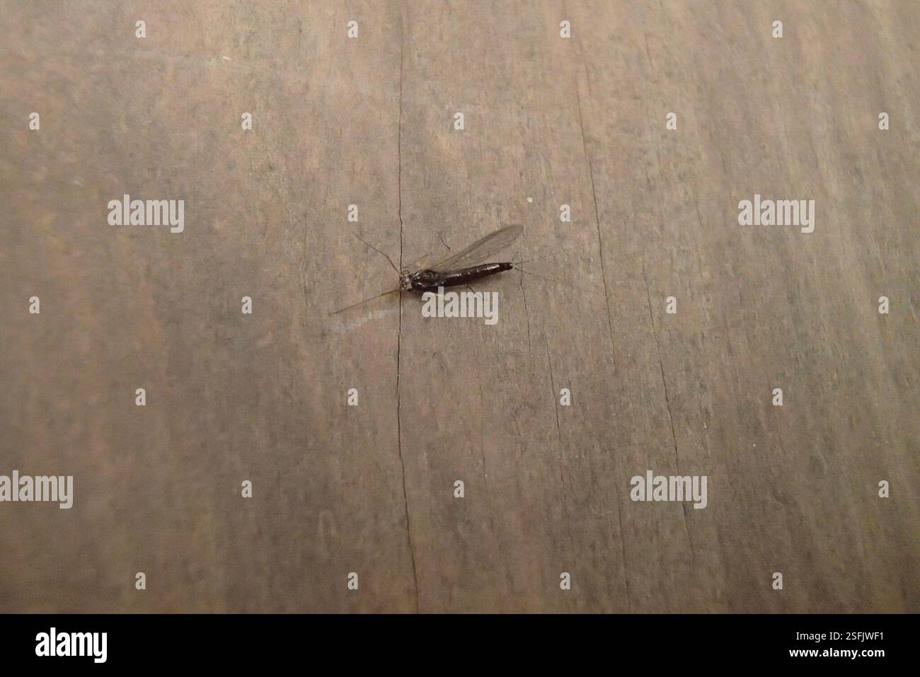 Mayflies (Ephemeroptera), Insecta, 62 Railway Parade, Wentworth Falls ...
