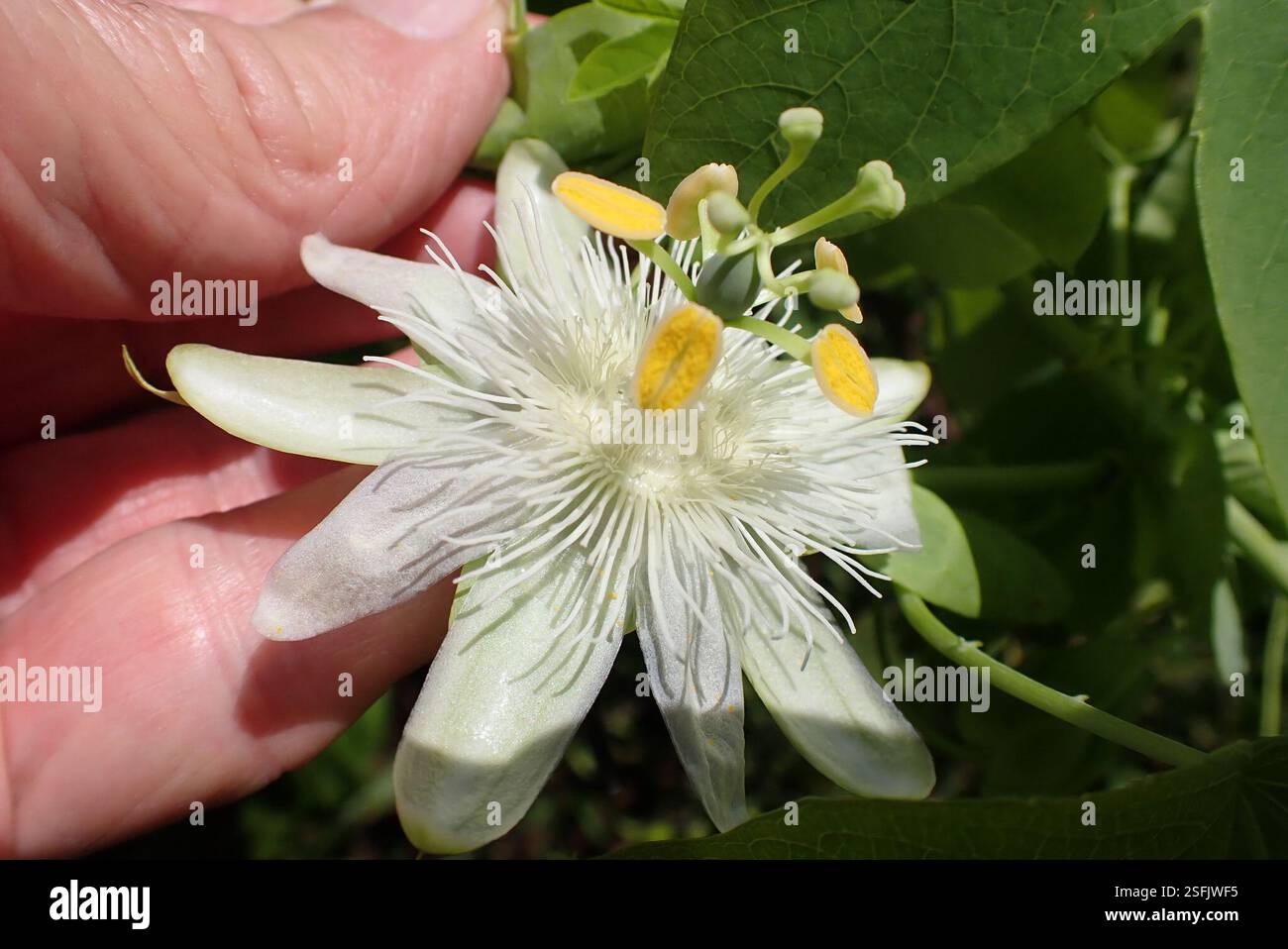white passionflower (Passiflora subpeltata), Plantae, uMgungundlovu ...