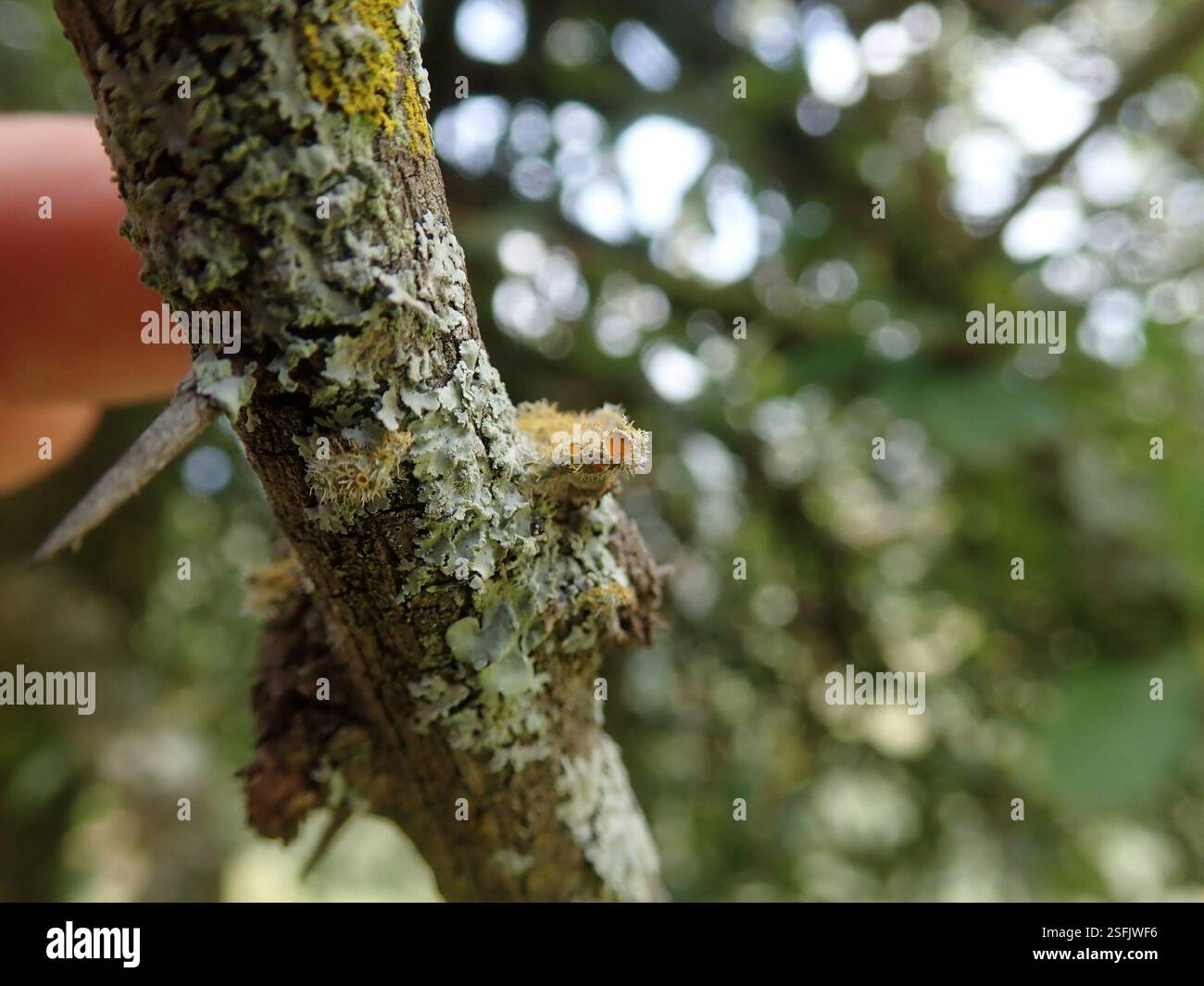 Golden-eye Lichen (Teloschistes chrysophthalmus), Fungi, Ehlanzeni ...