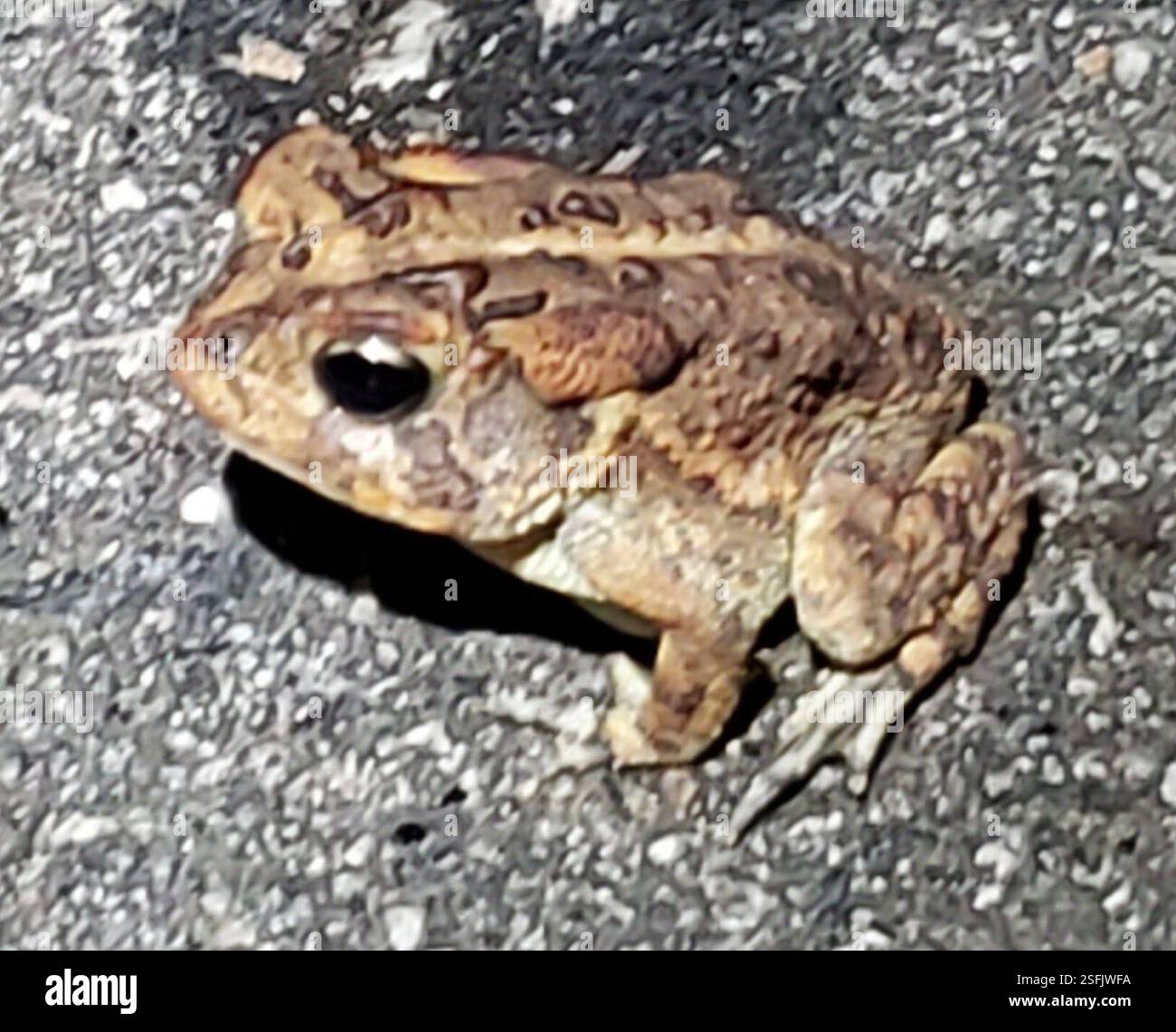 Southern Toad (Anaxyrus terrestris), Amphibia, Gainesville, FL 32641 ...