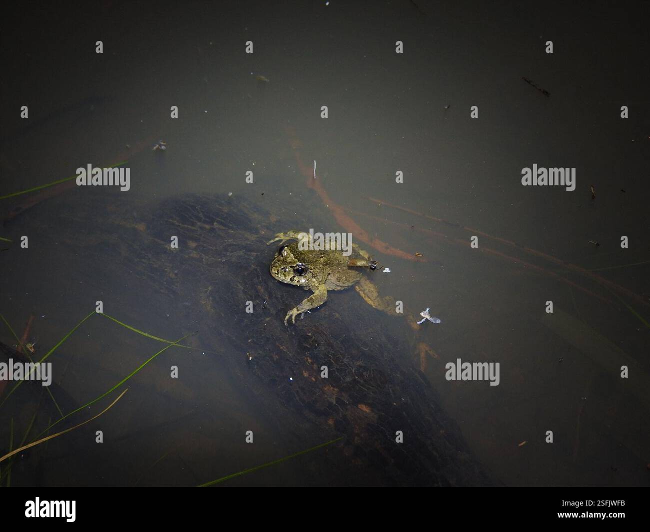Common Eastern Froglet (Crinia signifera), Amphibia, Hobart TAS ...
