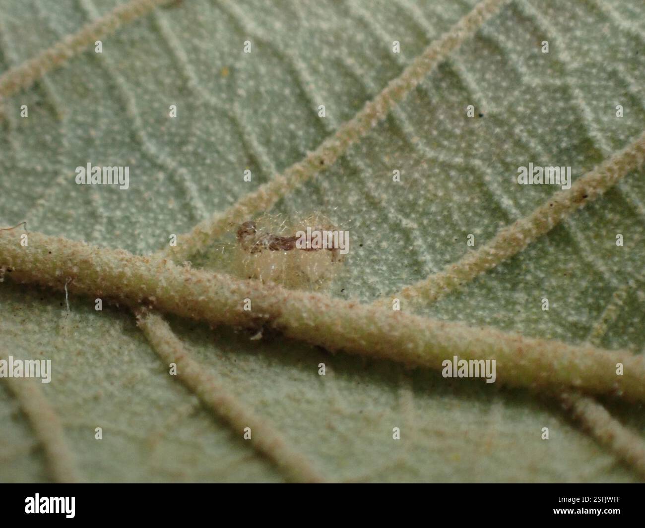 Insects (Insecta), Insecta, Redpa TAS 7330, Australia, pupating ...