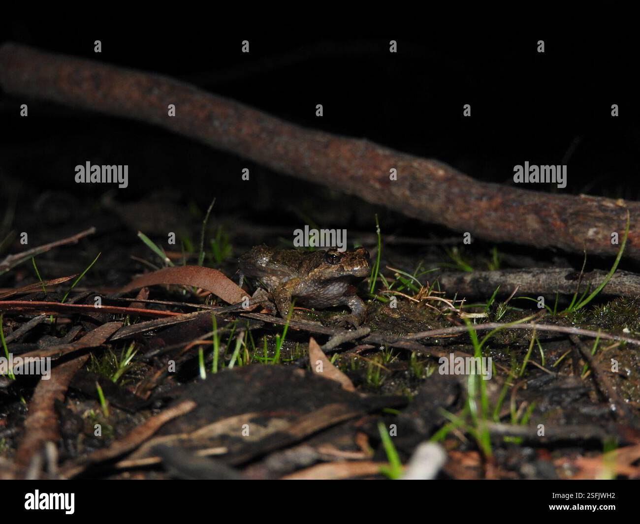 Common Eastern Froglet (Crinia signifera), Amphibia, Hobart TAS ...