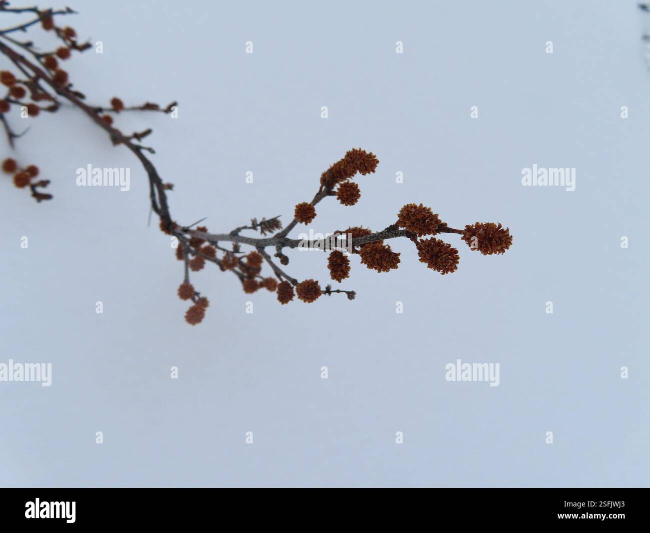 dwarf resin birch (Betula glandulosa), Plantae, Summit County, CO, USA ...