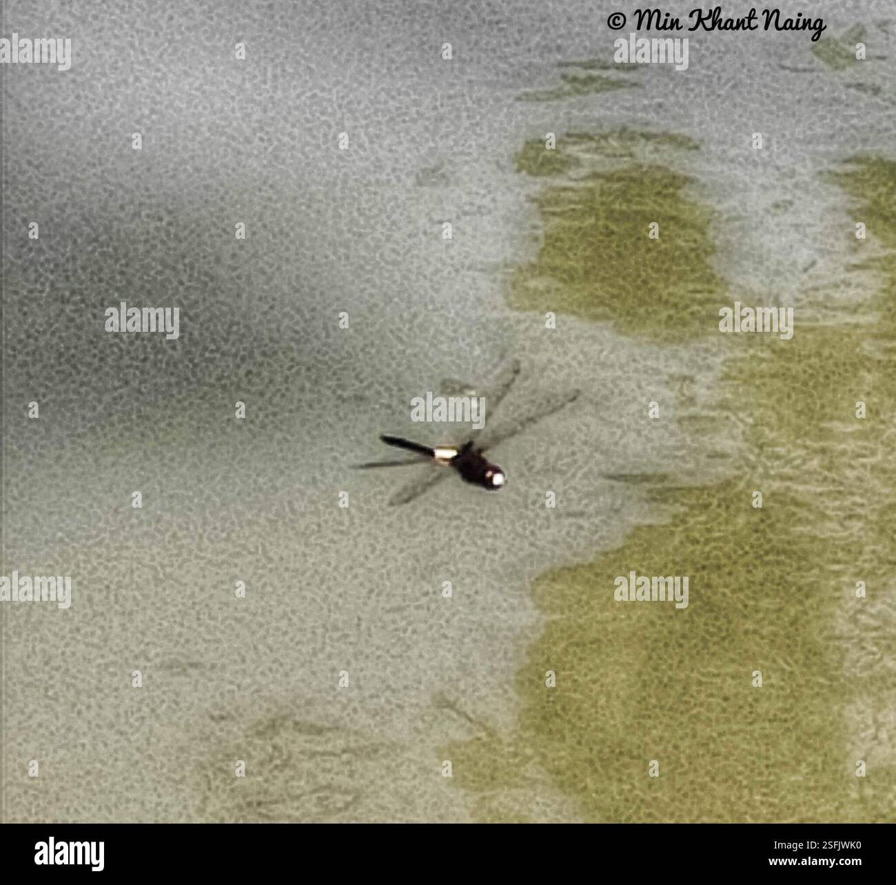 Banded Skimmer (Pseudothemis jorina), Insecta, Hpa-An Stock Photo - Alamy