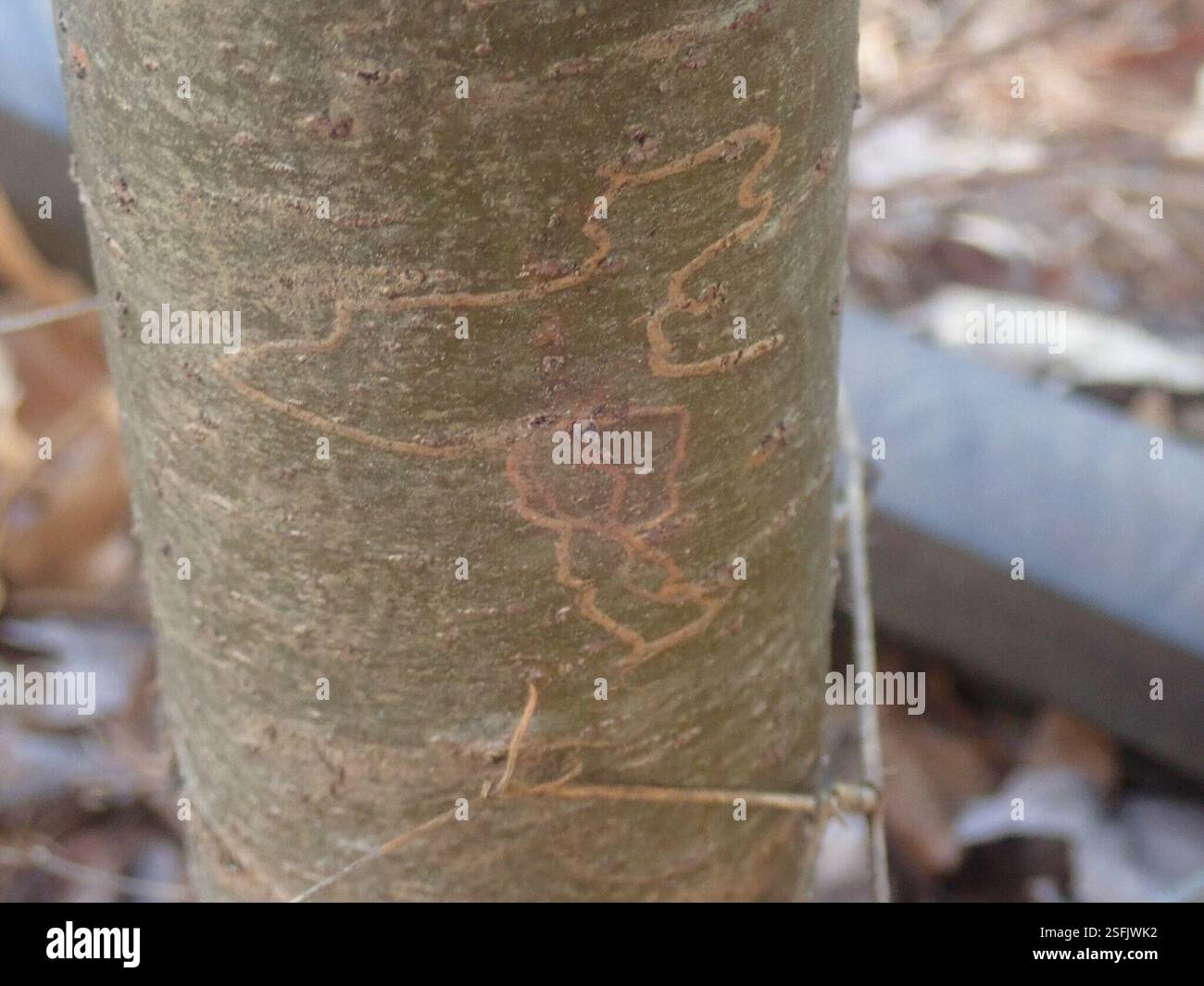 White Pine Barkminer Moth (Marmara fasciella), Insecta, Middlesex ...