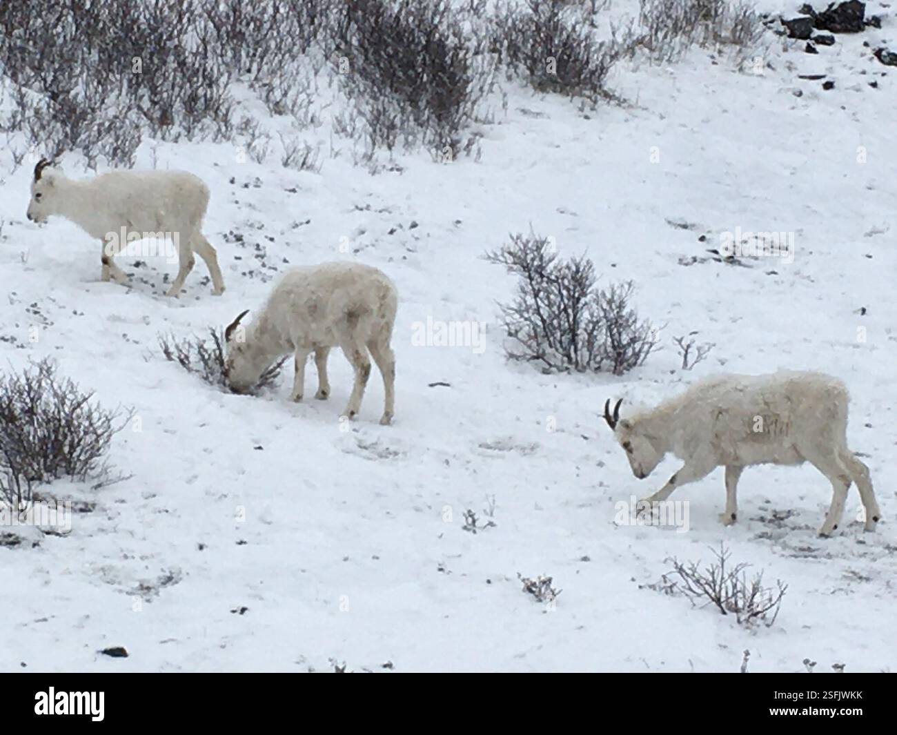 Dall's Sheep (Ovis dalli dalli), Mammalia, CHUGACH State Park ...