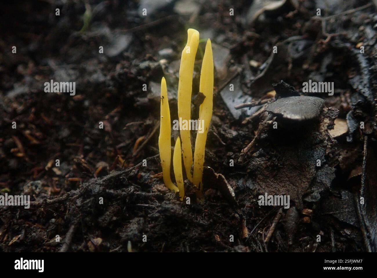 (Clavulinopsis amoena), Fungi, Ehlanzeni District Municipality, South ...