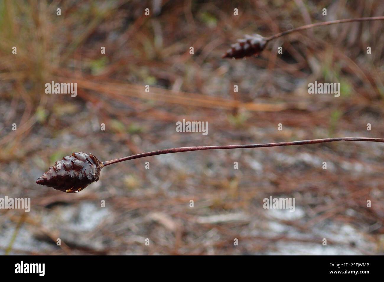 Carolina Yellow-eyed Grass (Xyris caroliniana), Plantae, Pasco, Florida ...