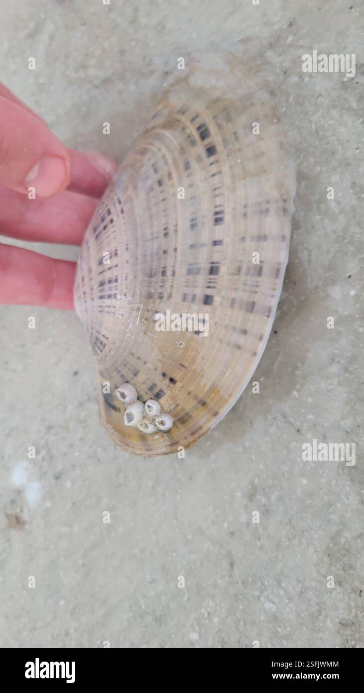 Sunray Venus Clam (Macrocallista nimbosa), Mollusca, Hillsborough ...