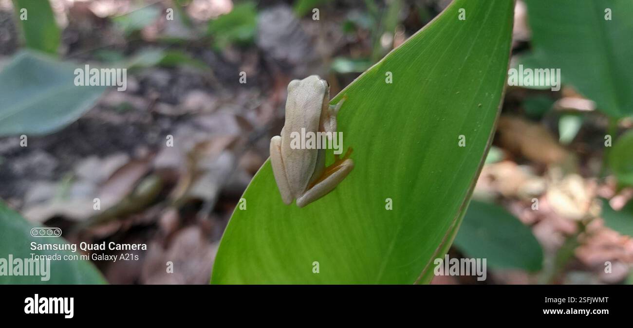Yellow Tree Frog (Dendropsophus microcephalus), Amphibia, Antón, Panamá ...
