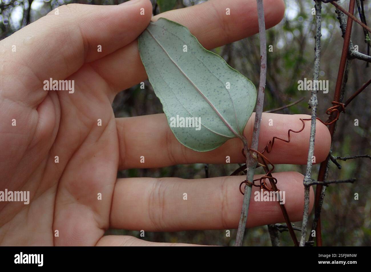 sawbrier (Smilax glauca), Plantae, Pasco, Florida, United States Stock ...