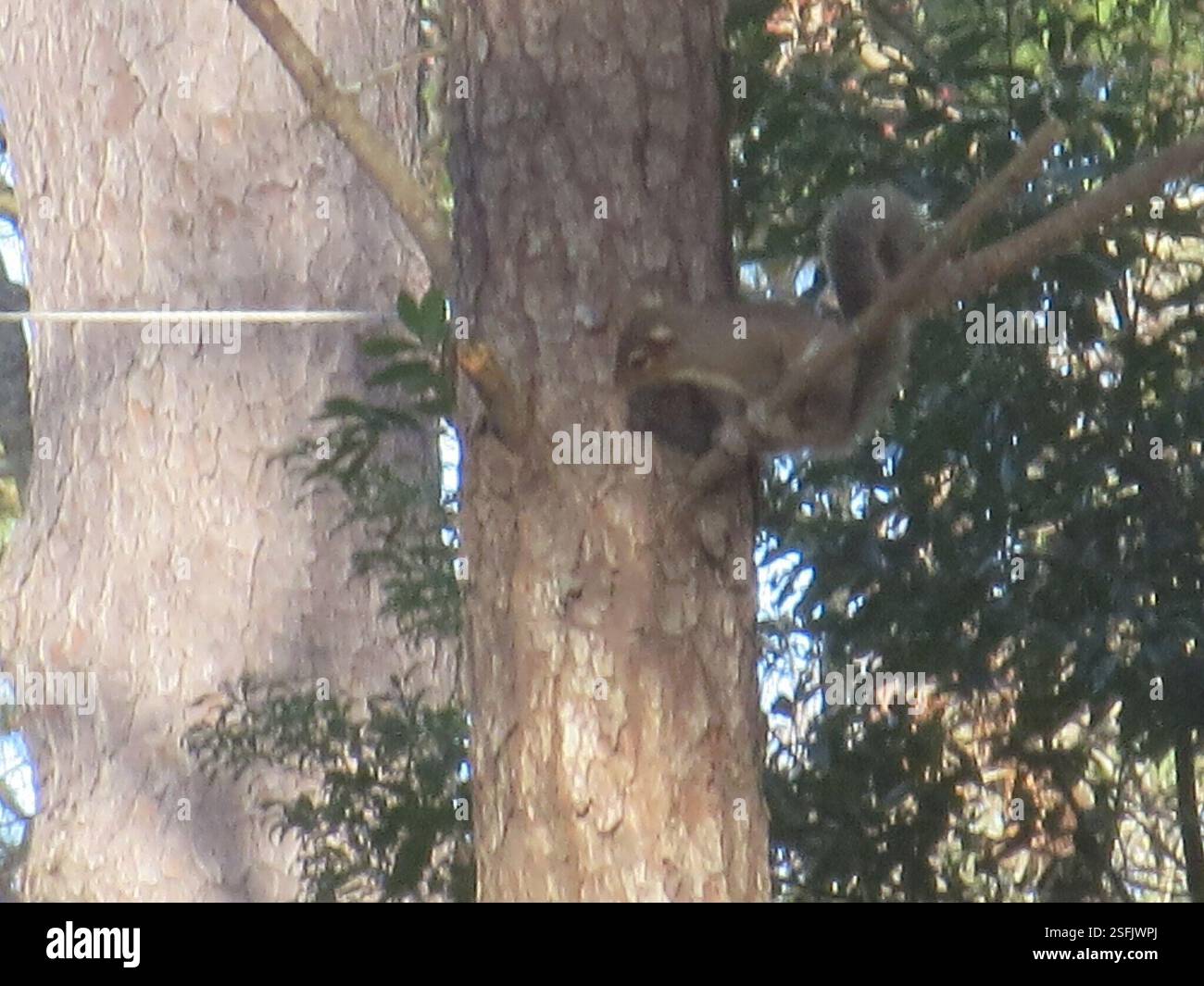 Eastern Gray Squirrel (Sciurus carolinensis), Mammalia, Windsor Forest ...