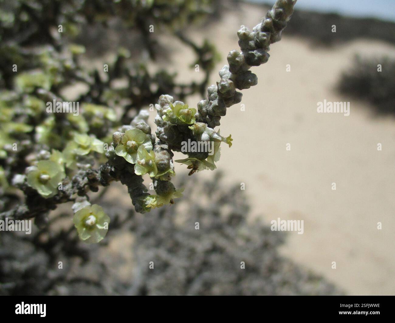 Saltworts (Caroxylon), Plantae, Tumas River, Erongo Region, Namibia ...