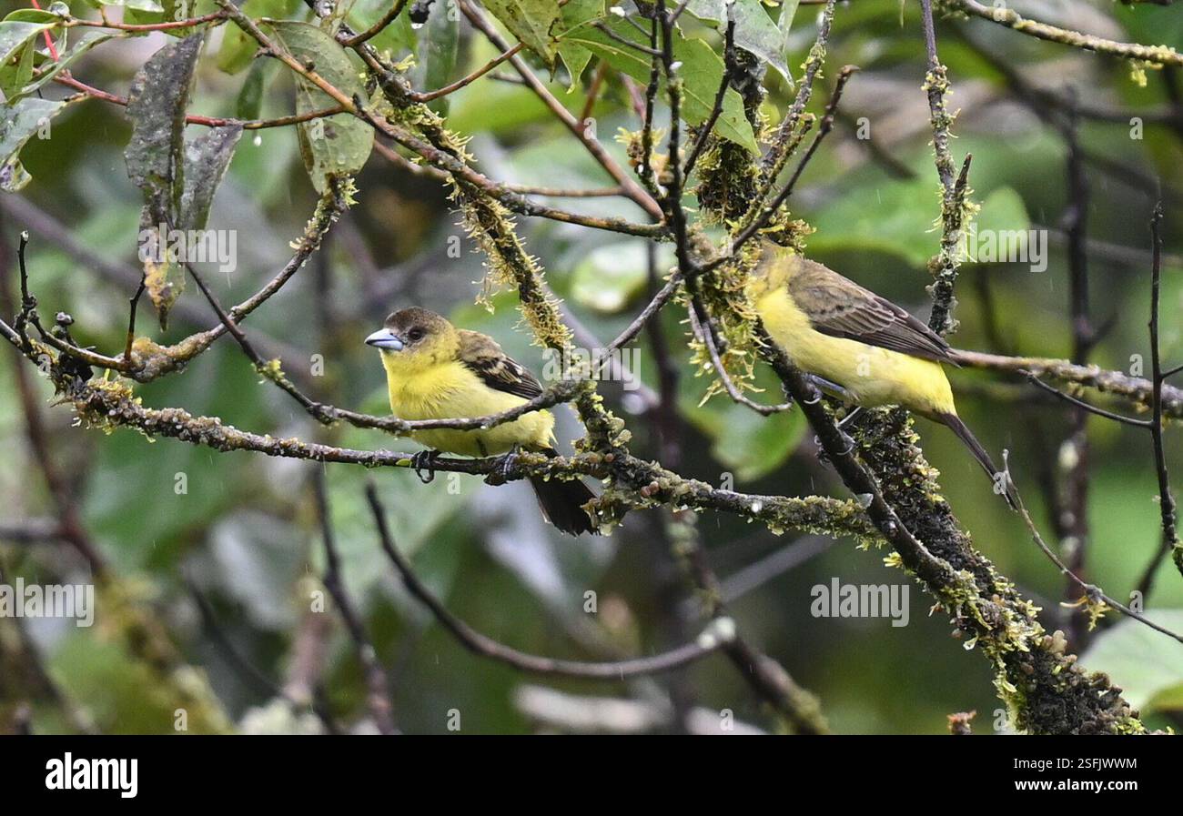 Flame-rumped Tanager (Ramphocelus flammigerus), Aves, Mindo 171202 ...