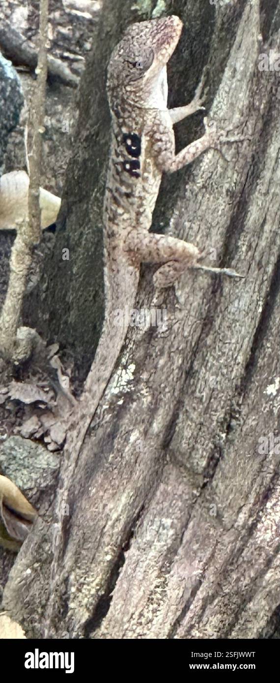 Dominican Anole (Anolis oculatus), Reptilia, Cabrits National Park ...