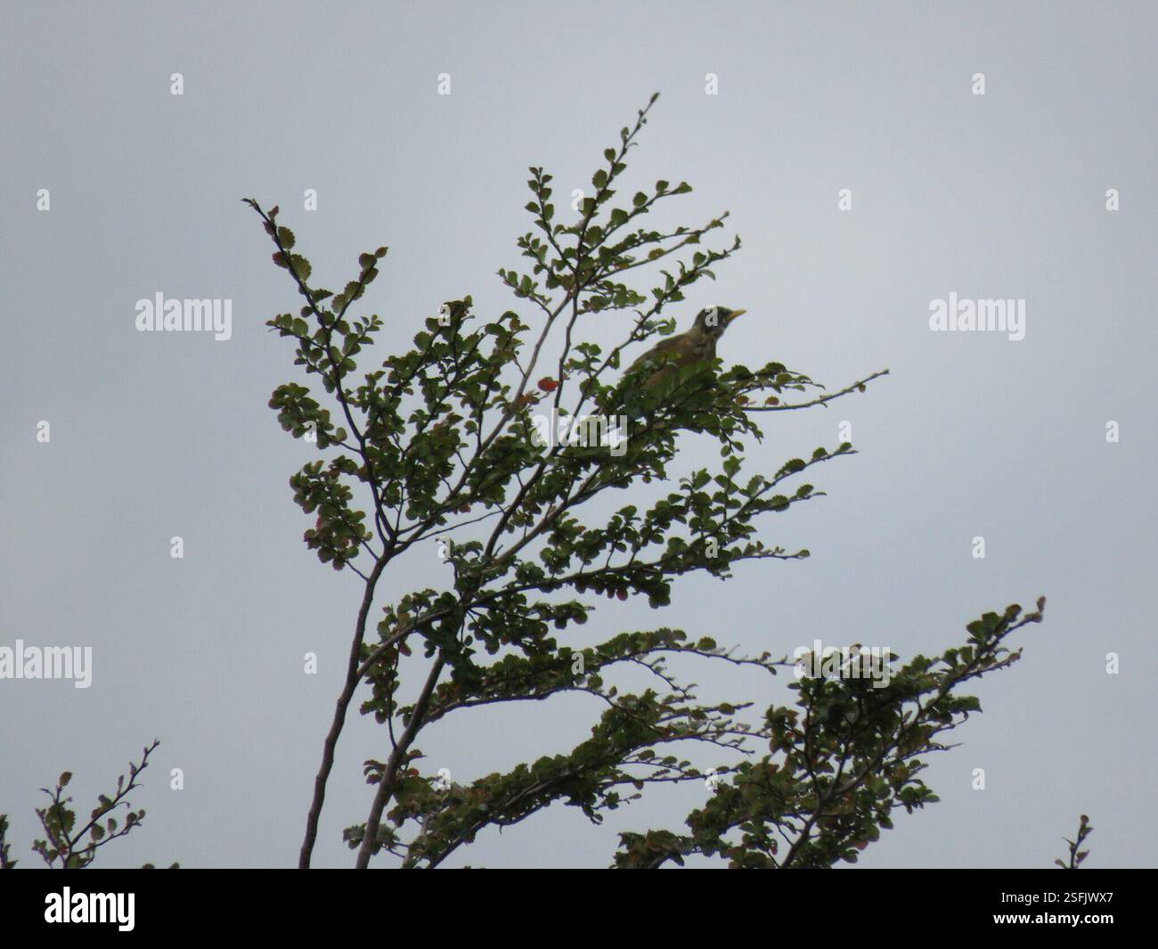 Austral Thrush (Turdus falcklandii), Aves, Ushuaia, Tierra del Fuego ...