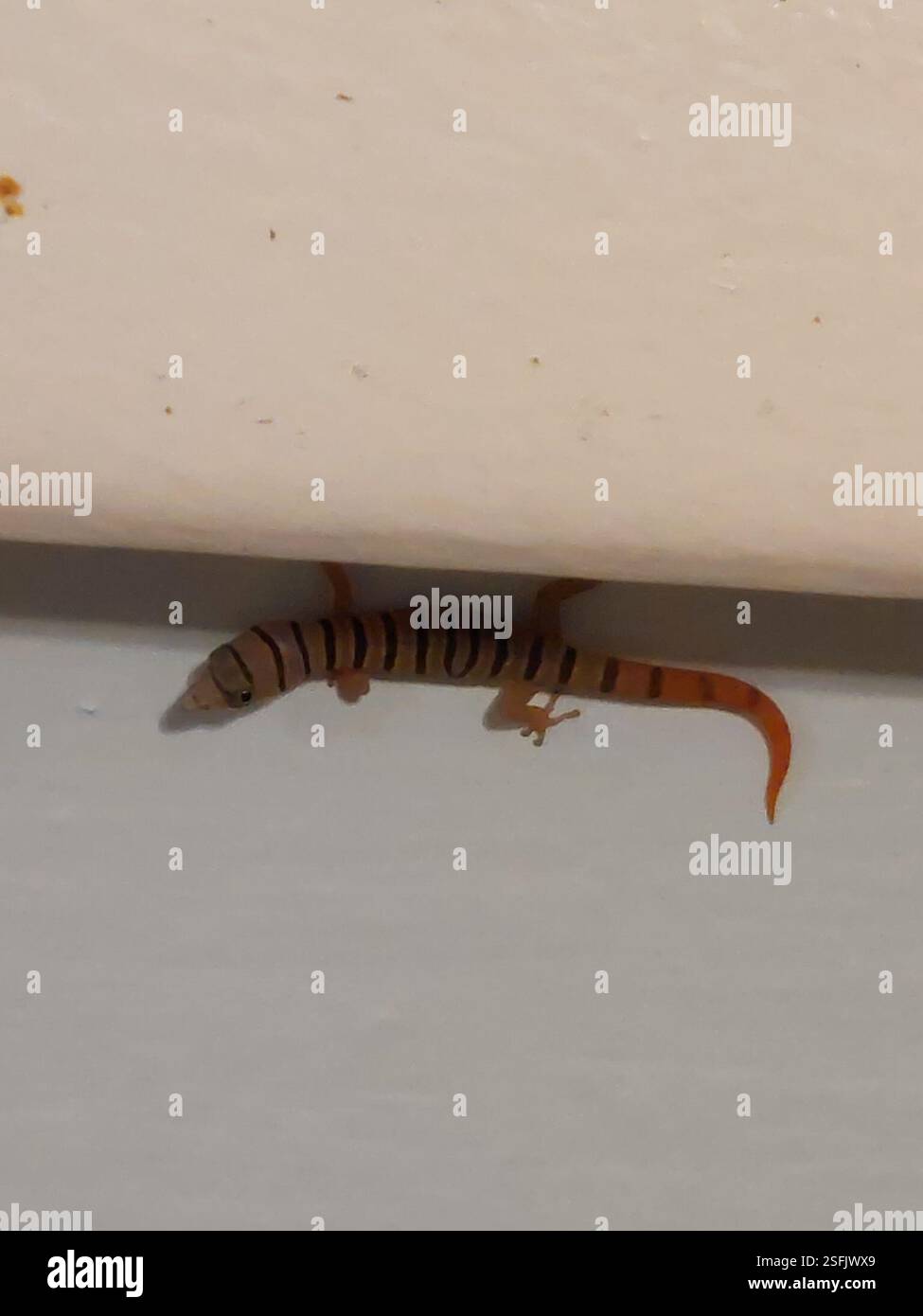 Ashy Gecko (Sphaerodactylus elegans), Reptilia, Duck Key, FL 33050, USA ...