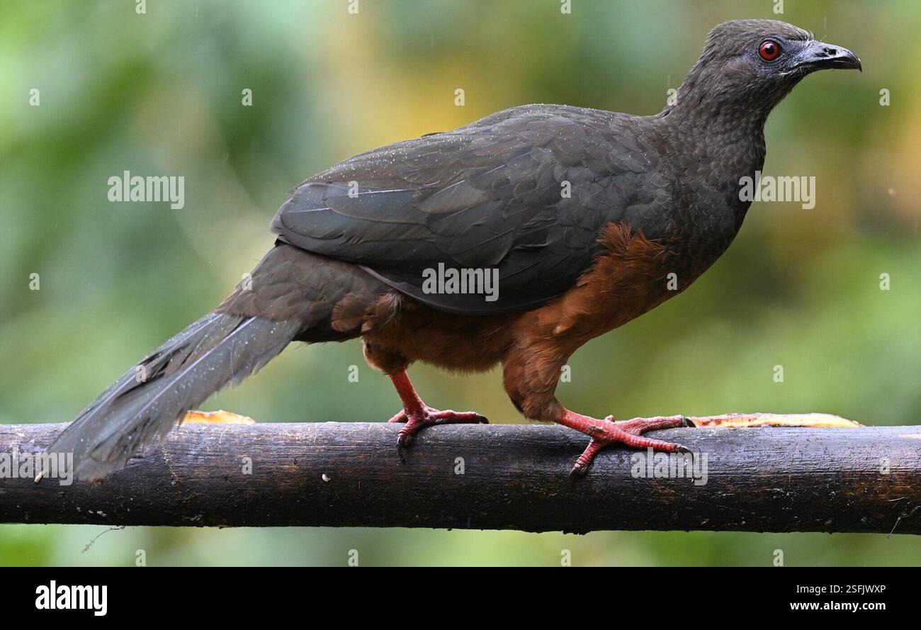 Sickle-winged Guan (Chamaepetes goudotii), Aves, Balcon Tumpiki Lodge ...