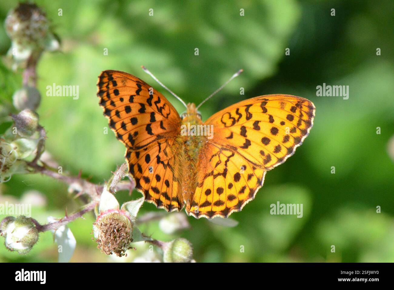 Marbled Fritillary (Brenthis daphne), Insecta, 5070 Frick, Schweiz ...