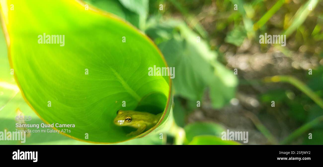Panama Snouted Tree Frog (Scinax altae), Amphibia, Antón, Panamá Stock ...