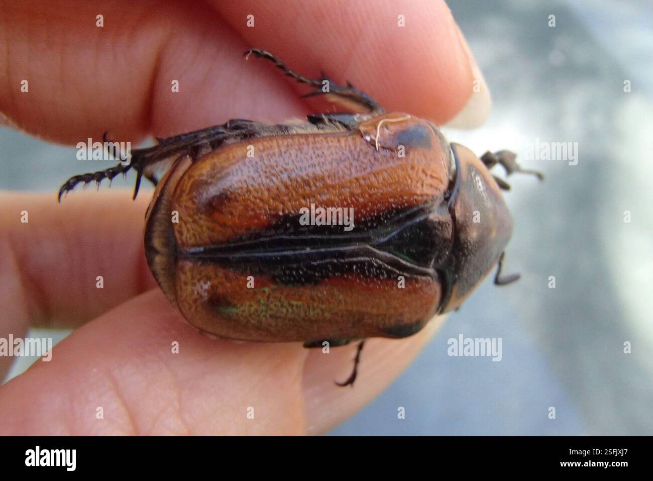 Cowboy Beetle (Chondropyga dorsalis), Insecta, 62 Railway Parade ...
