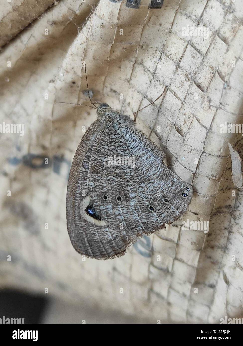 Common Five-ring (Ypthima baldus), Insecta, Kawkareik Stock Photo - Alamy