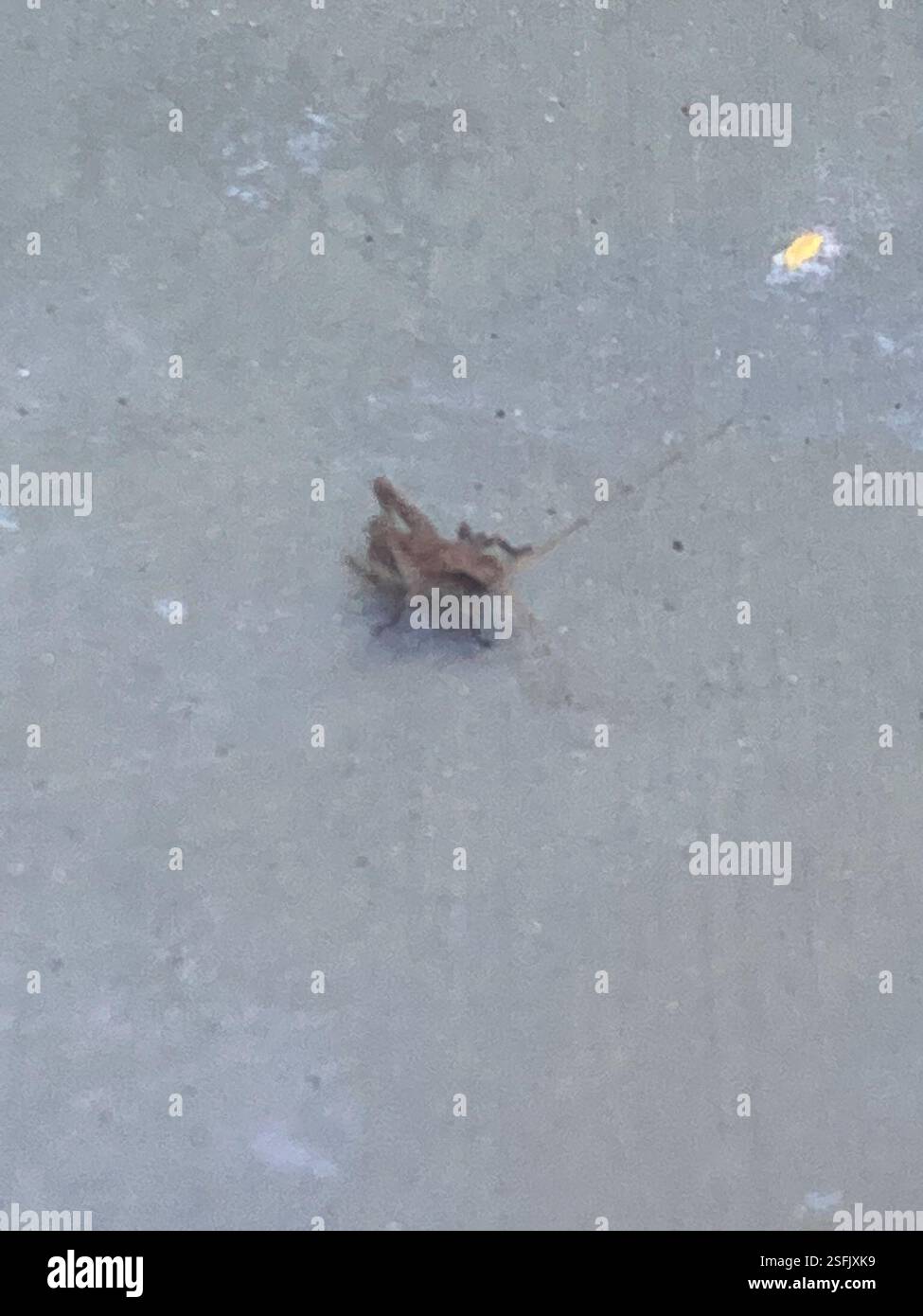 Shieldback Katydids (Tettigoniinae), Insecta, Tuxford St, Los Angeles ...