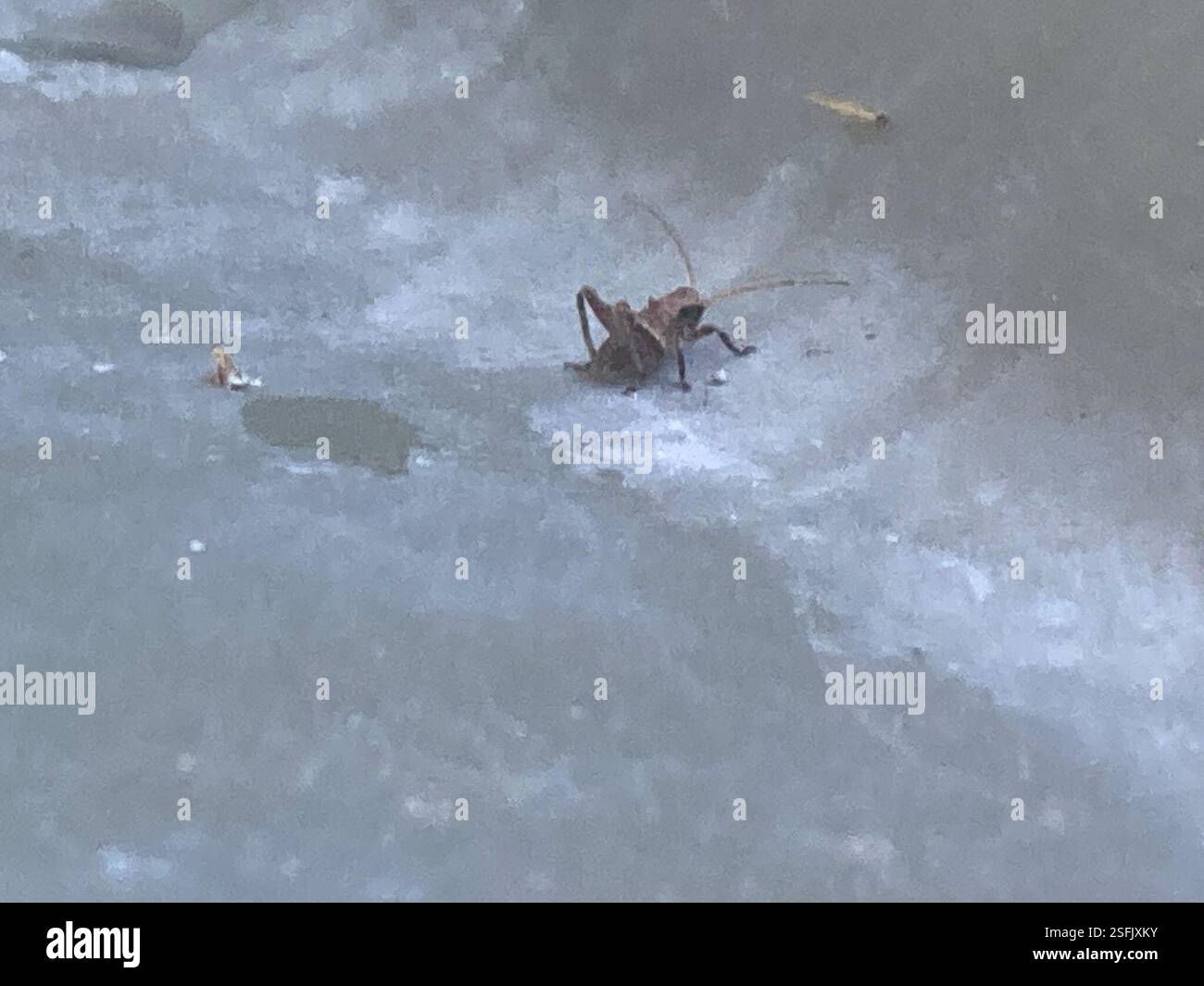 Shieldback Katydids (Tettigoniinae), Insecta, Tuxford St, Los Angeles ...