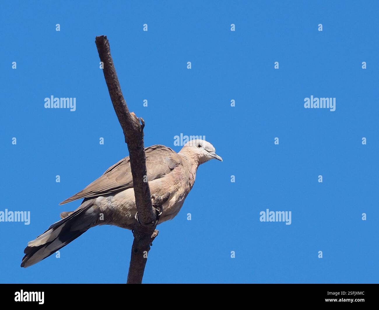 Chinese Spotted Dove (Spilopelia chinensis chinensis), Aves, 台灣高雄市鼓山區高雄 ...