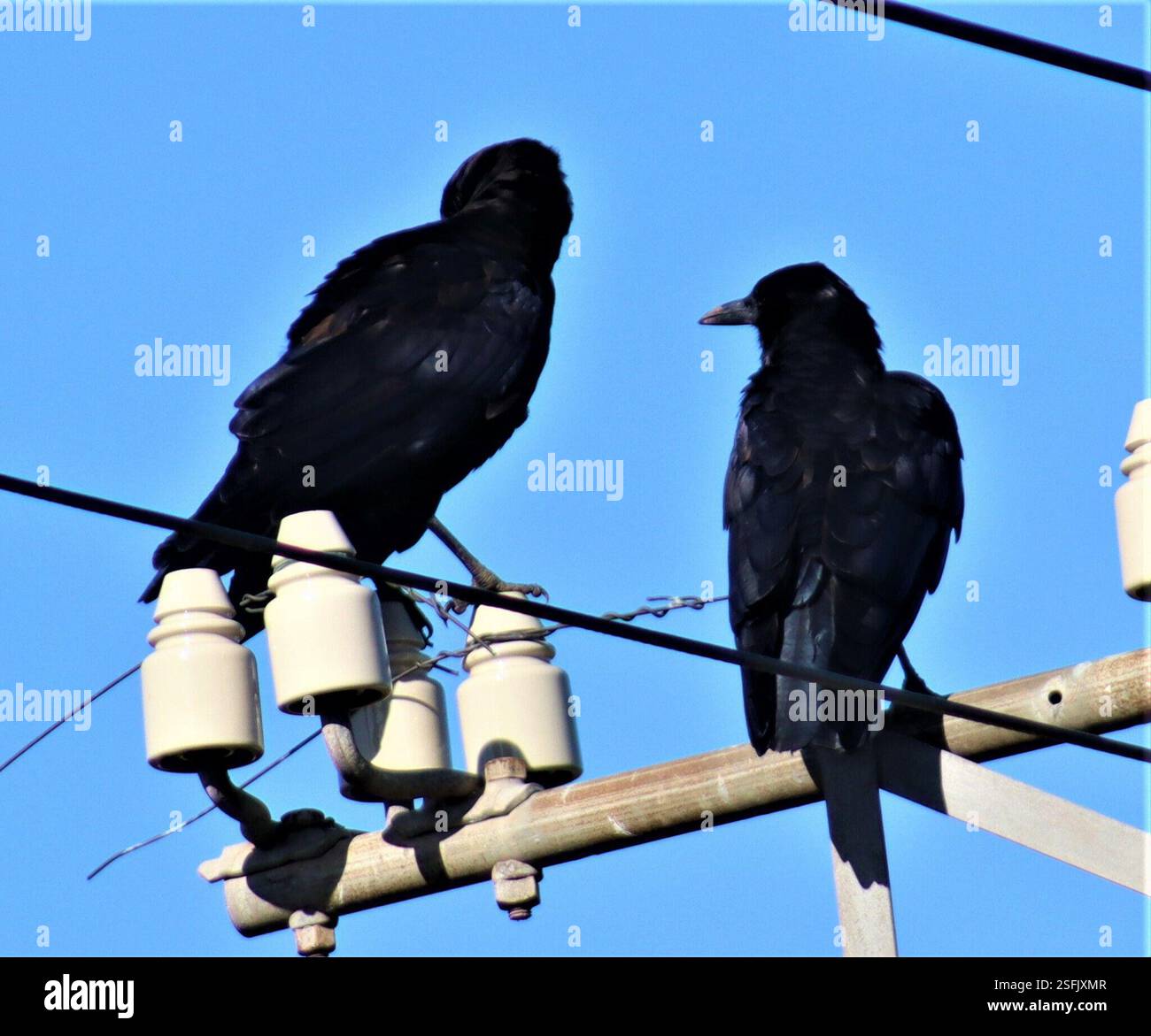 Cape Crow (Corvus capensis capensis), Aves, Sarah Baartman District ...