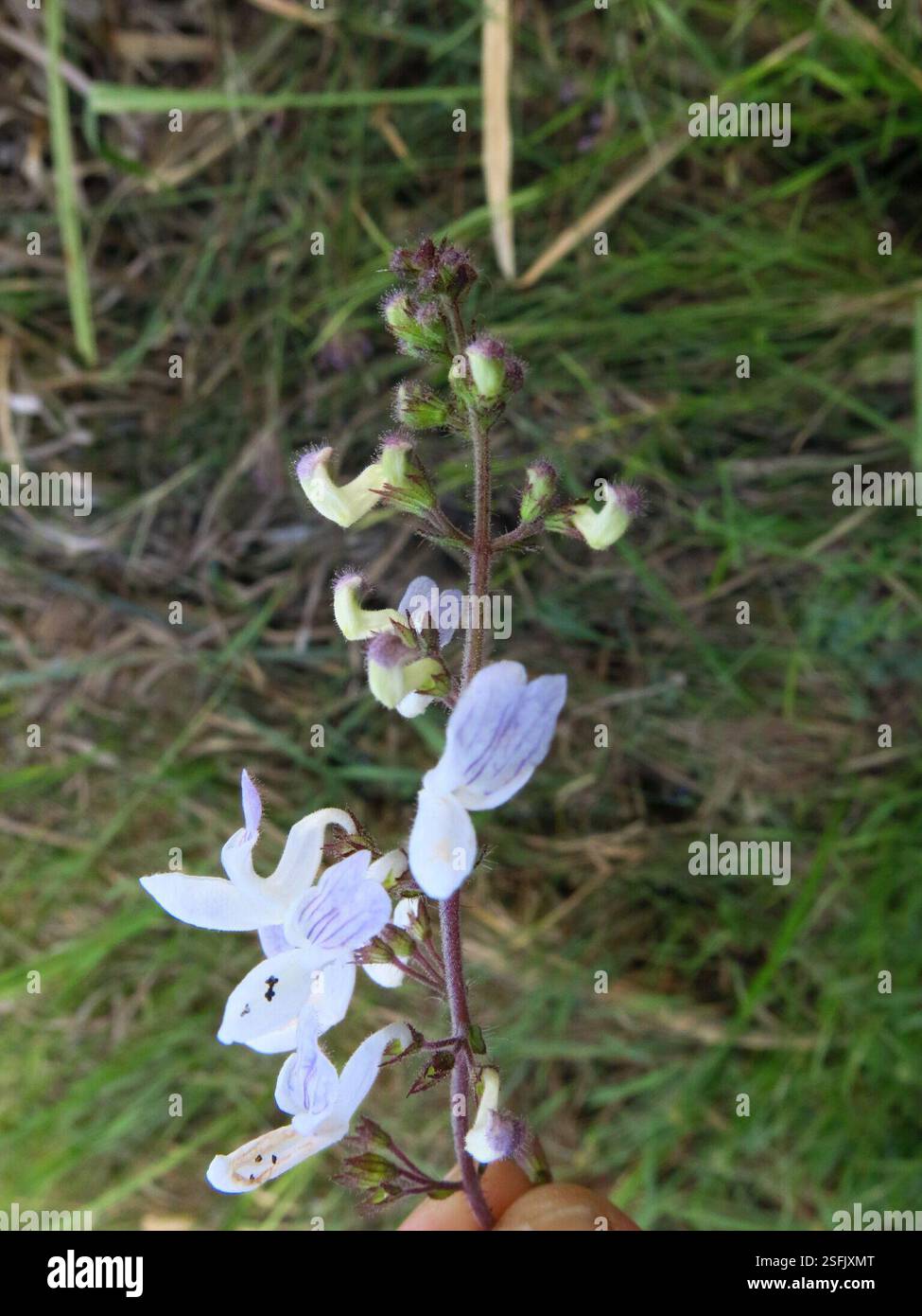 Citronella Spurflower (Equilabium laxiflorum), Plantae, Umgungundlovu ...