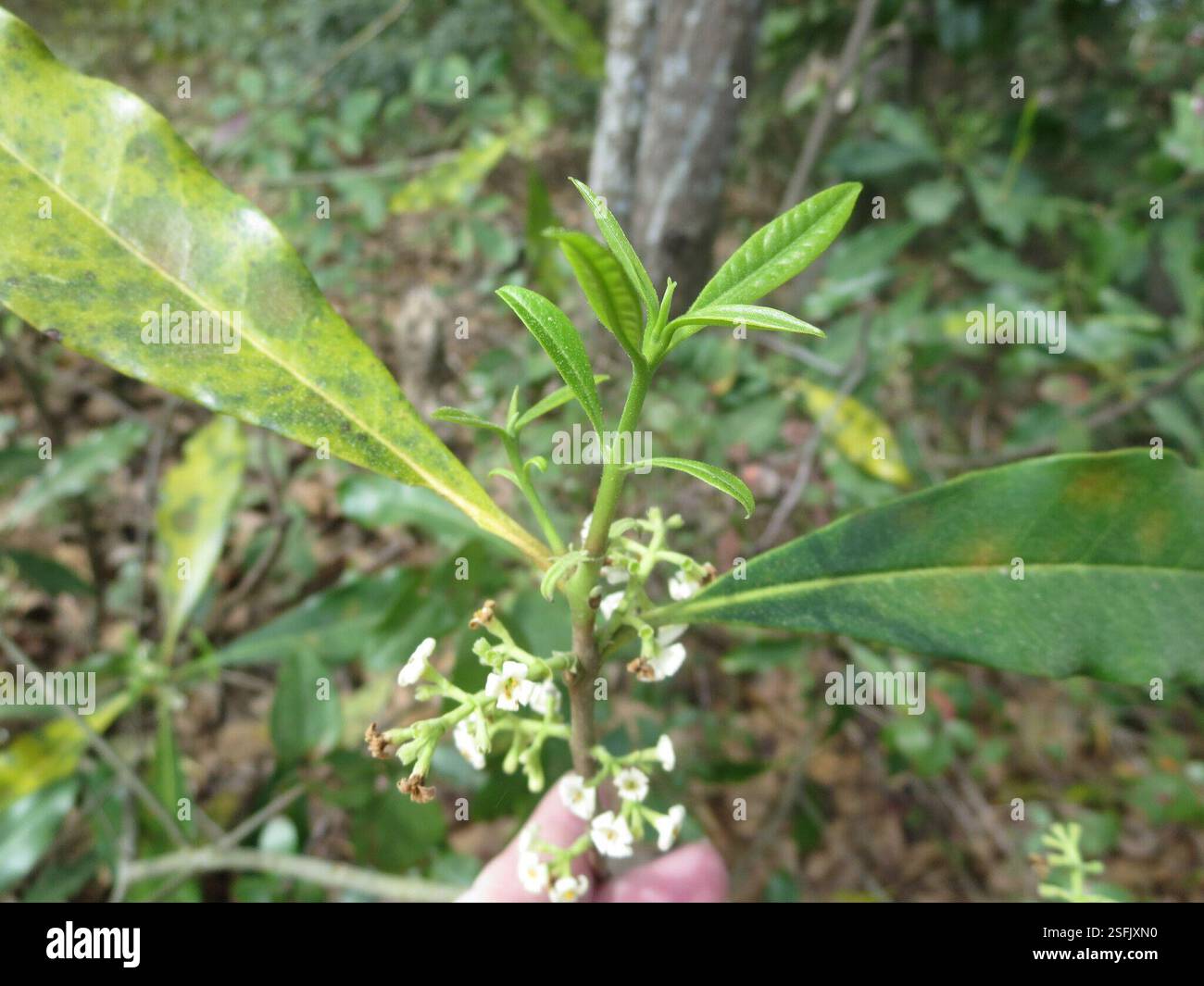 American olive (Cartrema americana), Plantae, Windsor Forest, Savannah ...