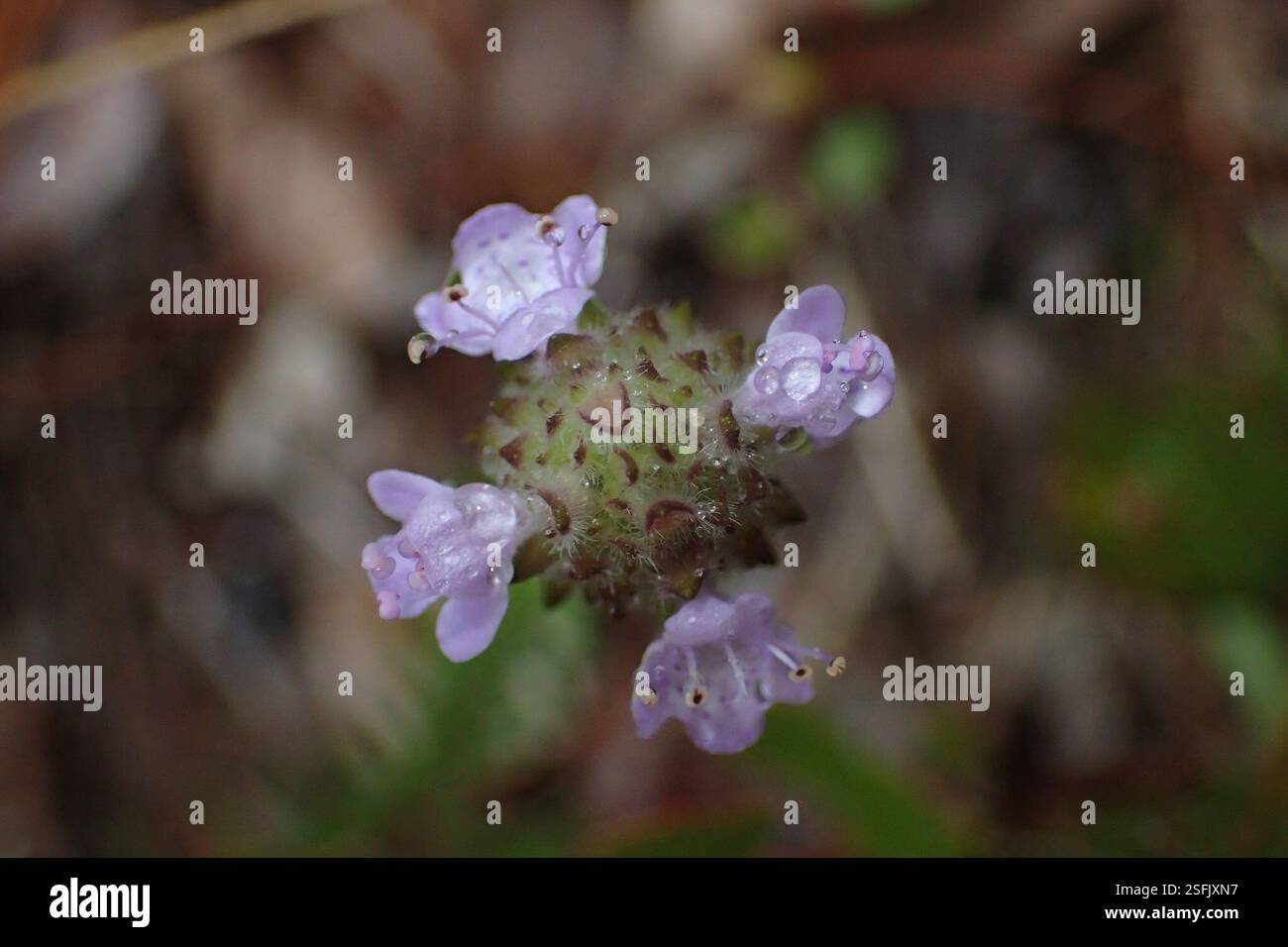 Florida pennyroyal (Piloblephis rigida), Plantae, Pasco, Florida ...