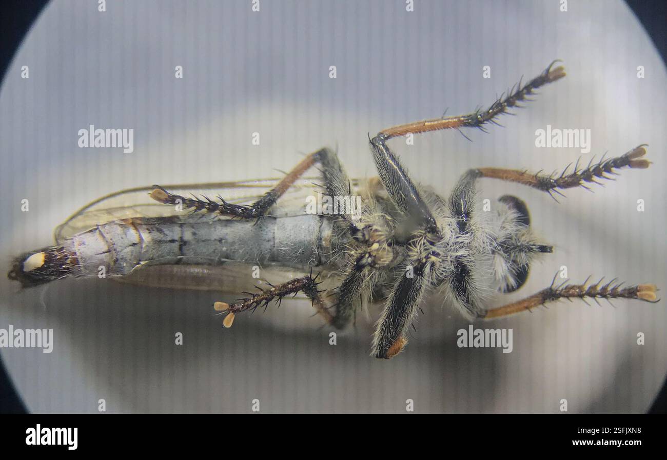 Sand Hammertail (Efferia albibarbis), Insecta, Fremont, NE, US, 17mm ...