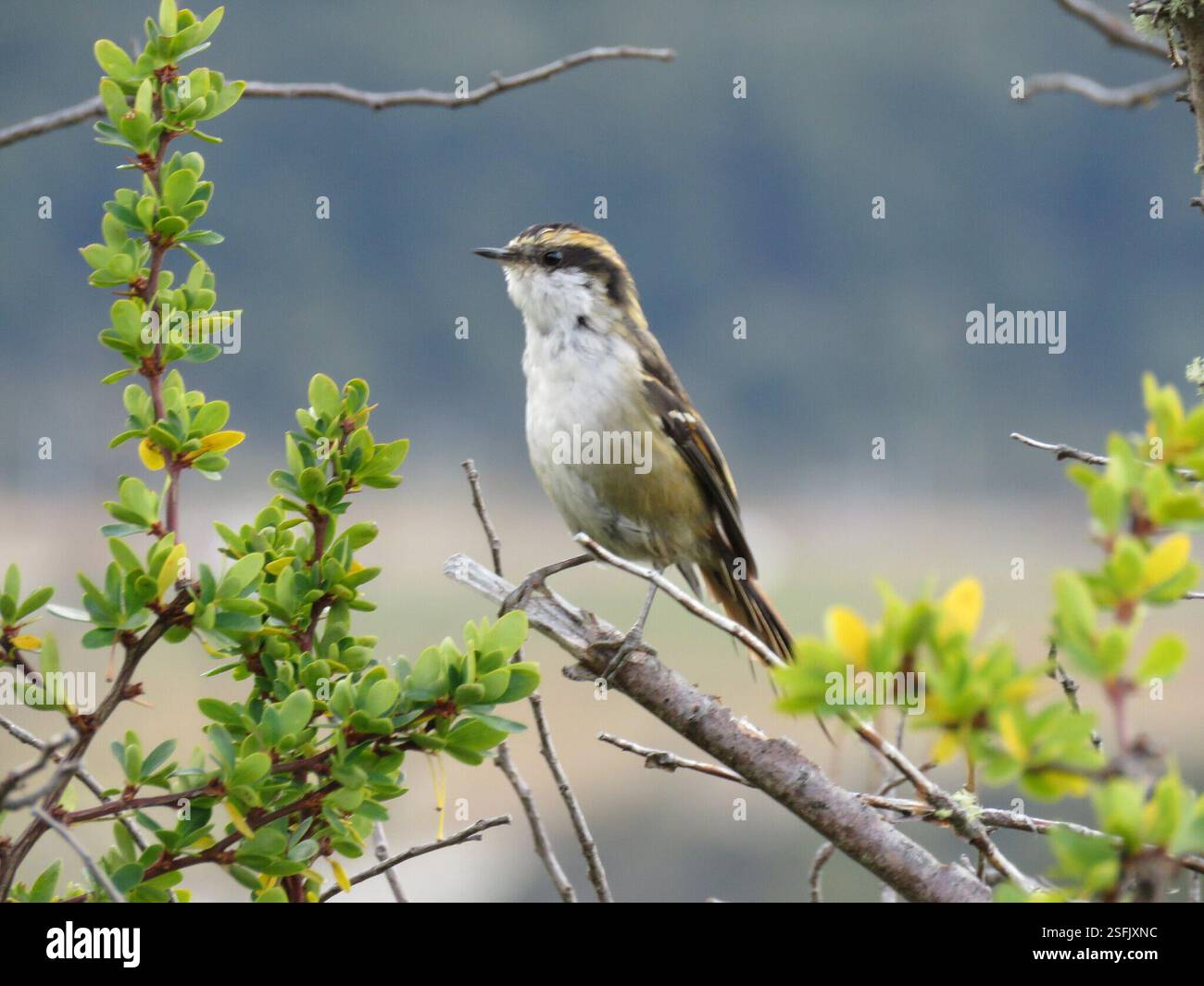 Thorn-tailed Rayadito (Aphrastura spinicauda), Aves, Ushuaia, Tierra ...