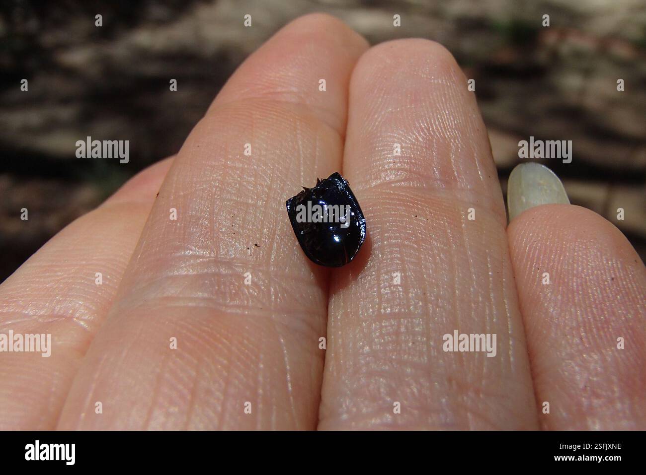 Beetles (Coleoptera), Insecta, 62 Railway Parade, Wentworth Falls NSW ...